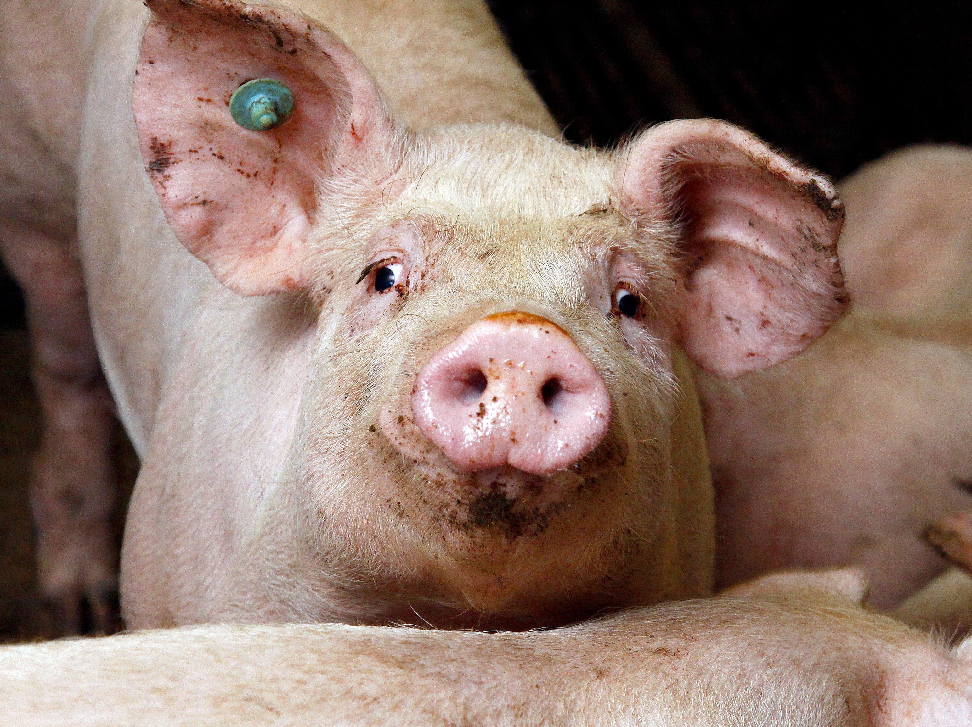 Så har Københavns Universitet (KU) og Statens Serum Institut (SSI ...