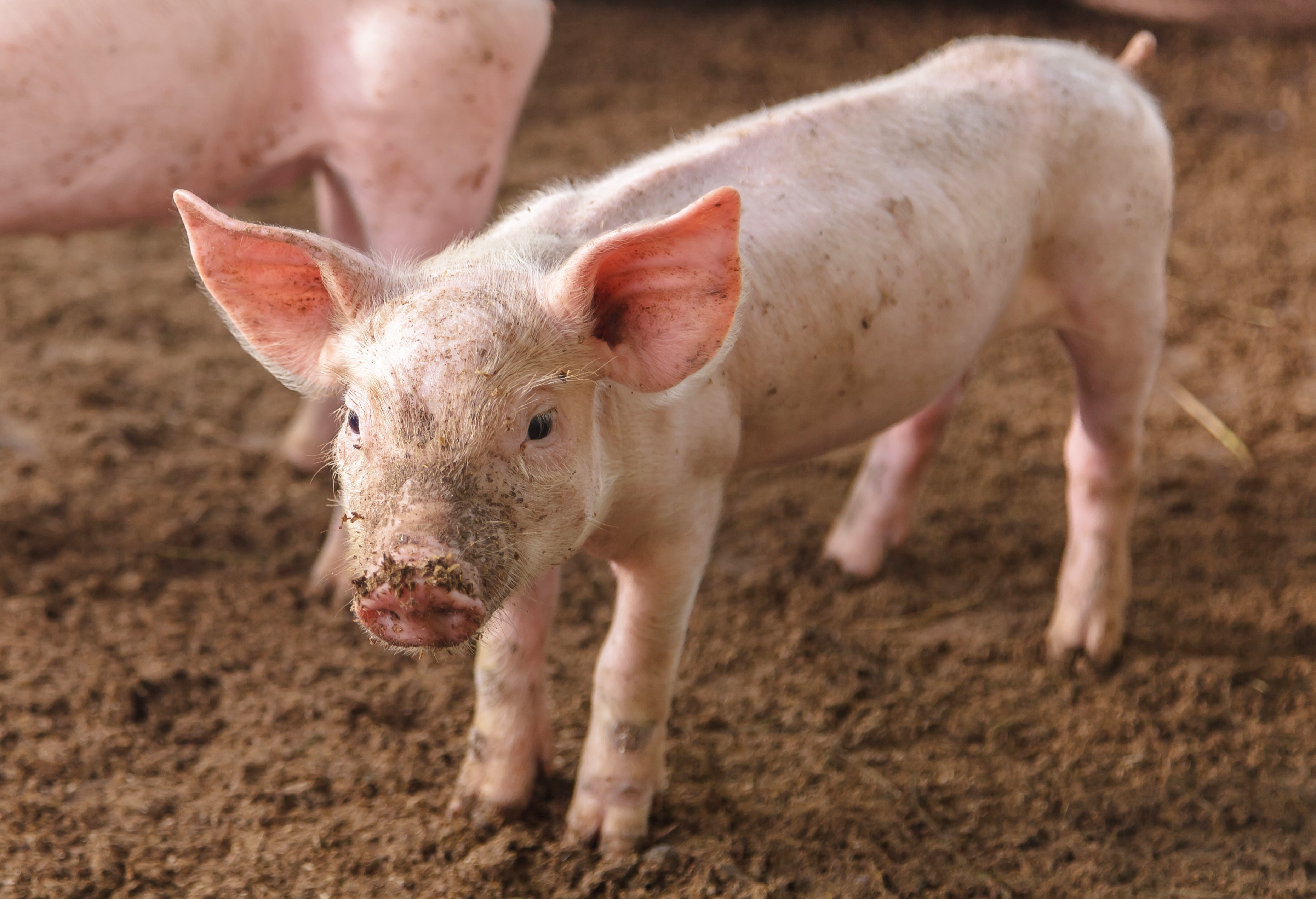 Statens Serum Institut får støtte til at udvikle en vaccine, der kan ...