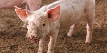 Fund af influenza fra svin hos en borger i Danmark