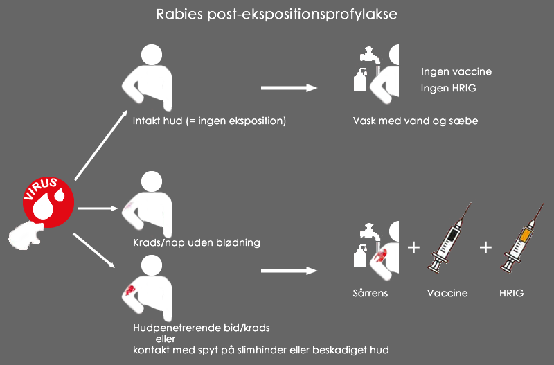 Rabies: post- og præekspositionsprofylakse